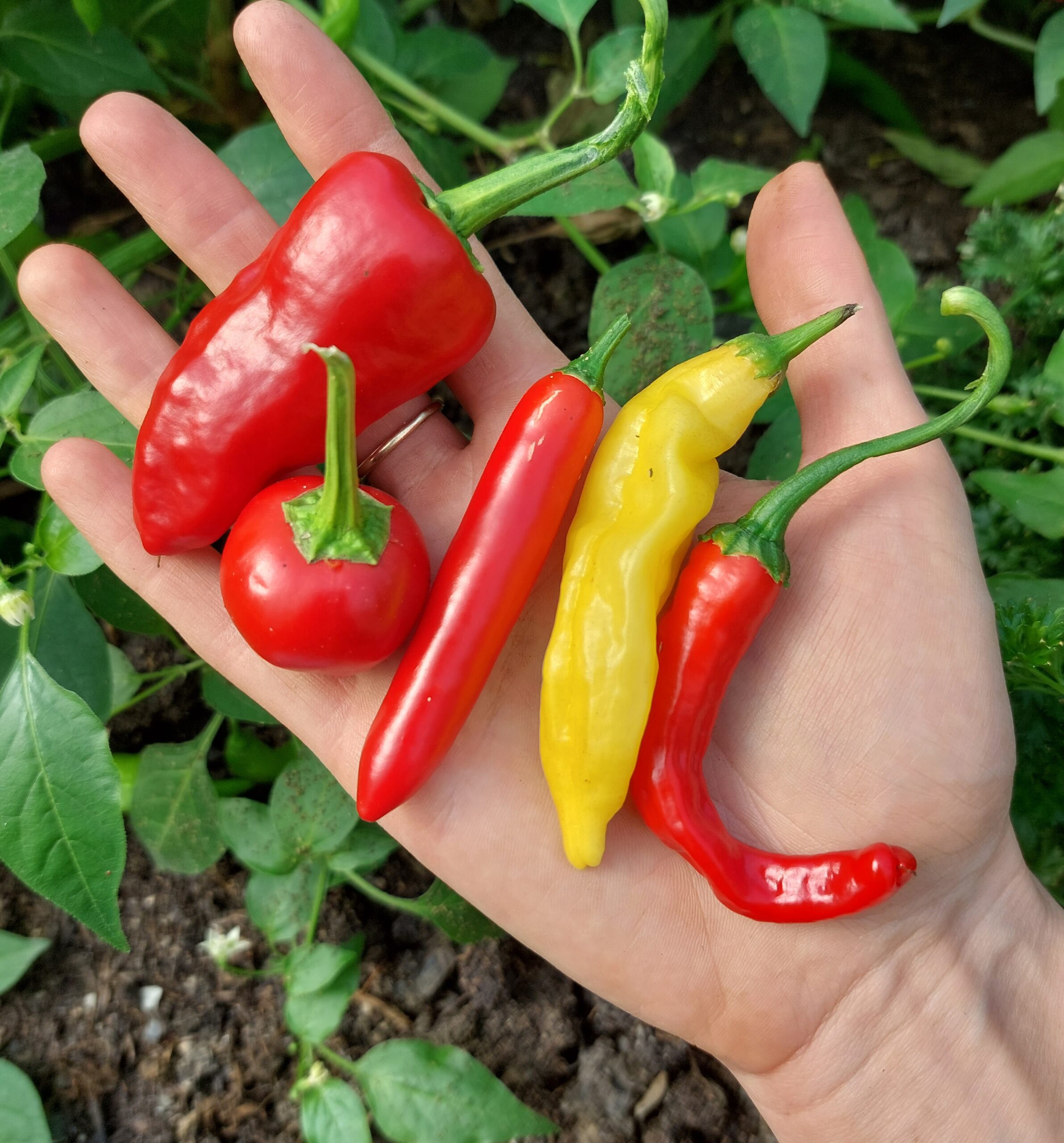 Plant Profile: Chillies - Harvest on the Heath